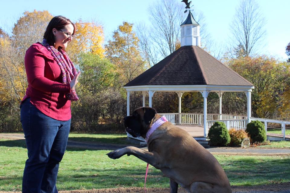 Wicked Pawsitive Training | There’s no place quite like home to train your dog