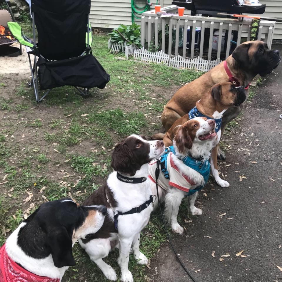 Puppy to Problem Solving | Wicked Pawsitive Training